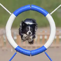 Clubs canins près de Pont-Remy (80580) – téléphone, avis et localistations